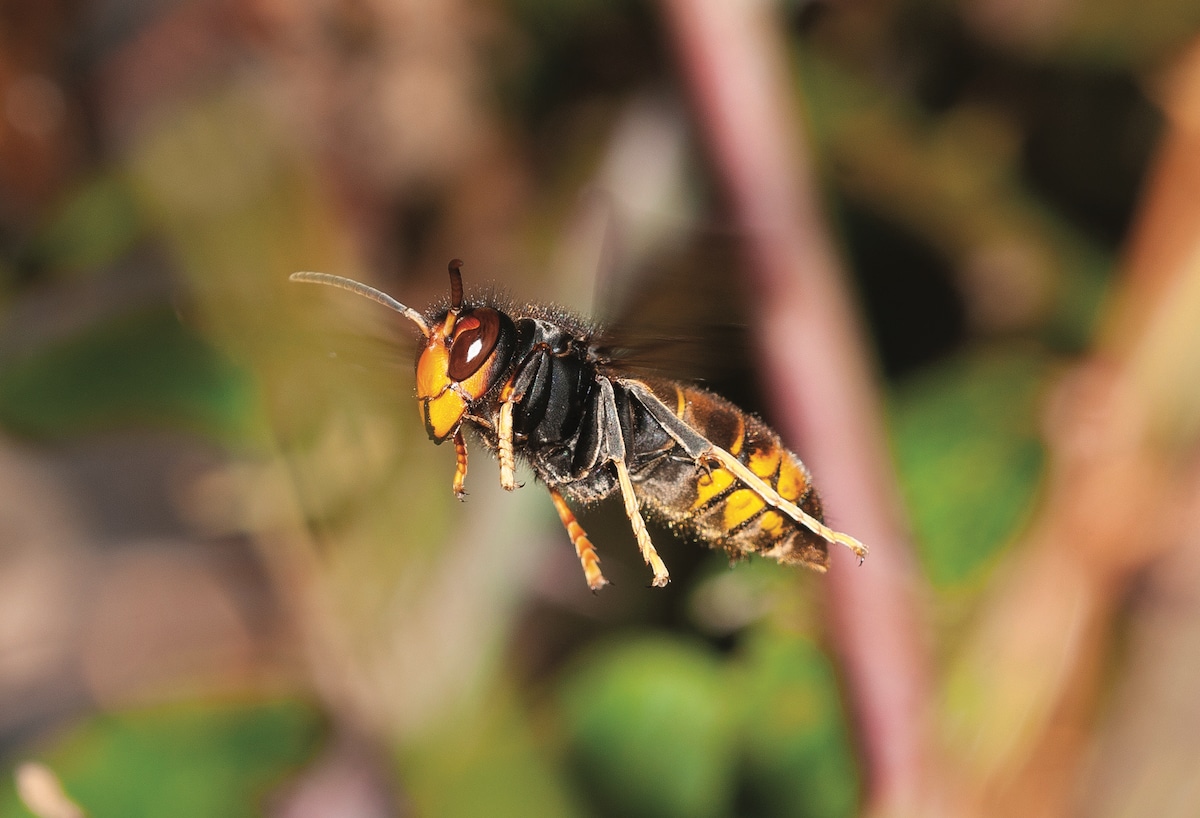 Les frelons asiatiques sont de retour en Pays de la Loire