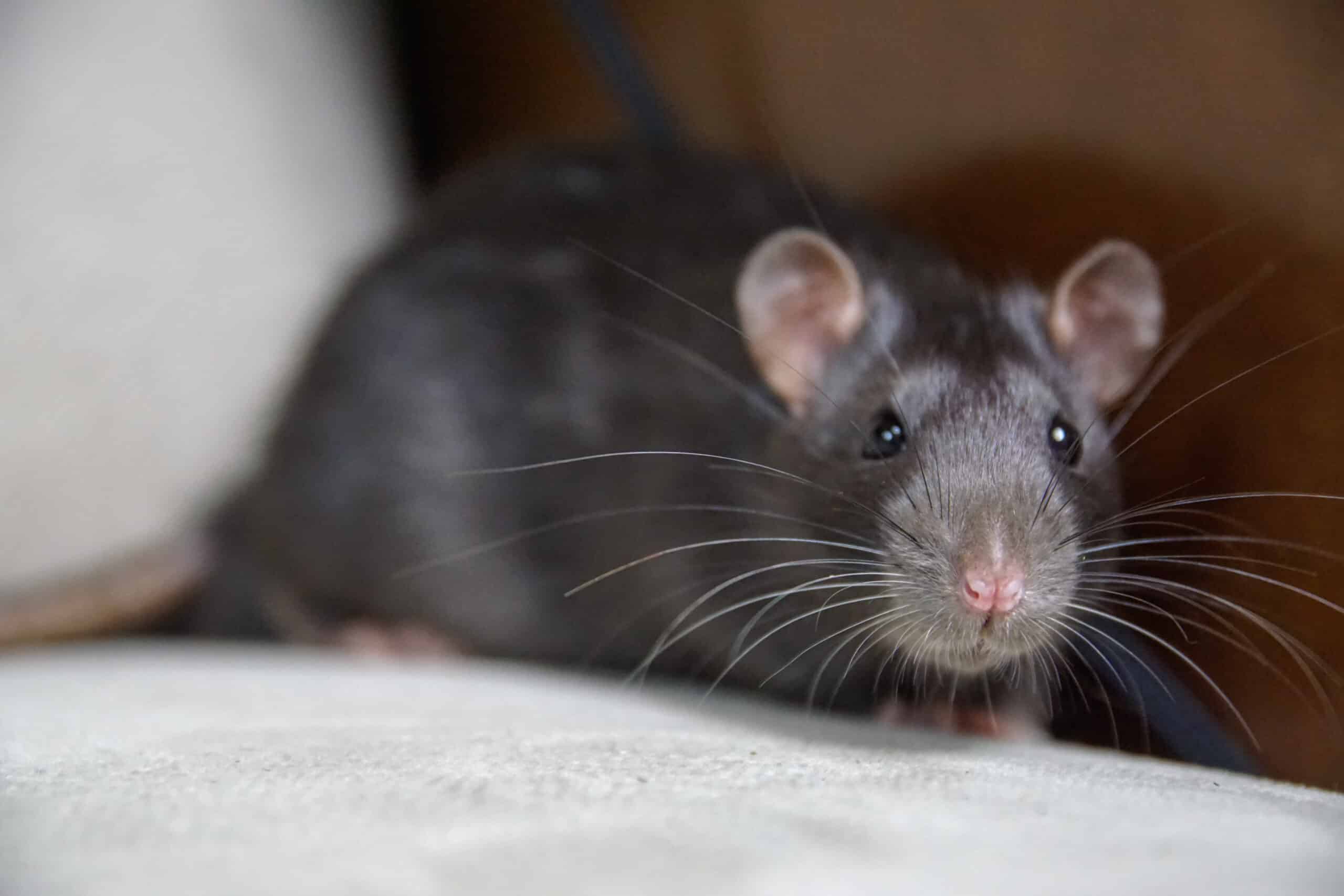 Infestations de rats : Quels en sont les risques ? - Bioneo